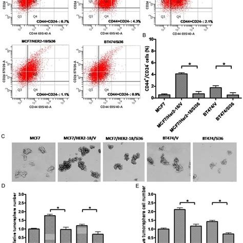 Her2 Expressing Breast Cancer Cells Exhibit Enhanced Expression Of