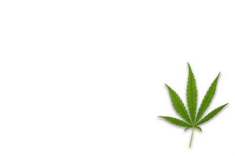 大麻葉背景與大麻隔離在白色背景複製空間綠色大麻葉藥物大麻藥草背景 照片檔及更多 上癮 照片 上癮 健保和醫療 具有特定質地 Istock