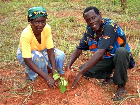 Malawi Au Plant Trees To Celebrate Africa Day Malawi 24 Latest