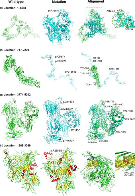 Three‐dimensional Structural Modeling Of Wild‐type And Mutant Ush2a