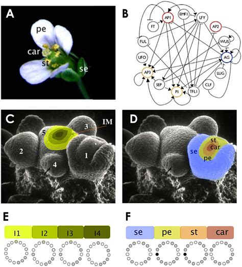 Color Online Flower Development And Gene Network Underlying