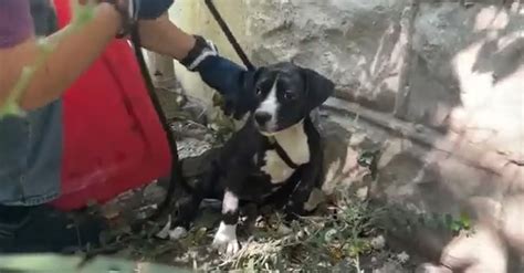 Une association vole au secours d une chienne abandonnée avec ses