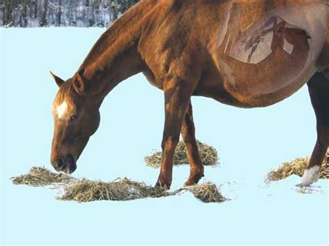 Adjusting Rations For Mares In Late Pregnancy Pegus Horse Feed That