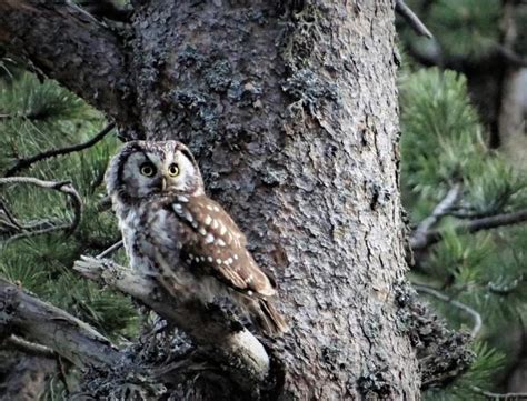 30 Aves Rapaces O De Rapiña Tipos Características Nombres Y Fotos