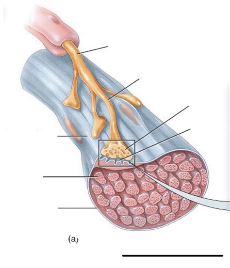 Neuromuscular Junctions Pt Diagram Quizlet