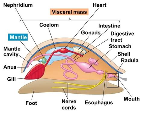 Bio 1204 Protostomes Ii Lophotrocozoa Flashcards Quizlet