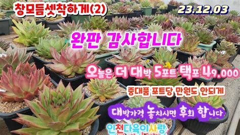 완판다육이사랑4 창모듬셋중대품 5포트택포49000왕대품군생 3포트85000대박입니다득템하세요 Youtube