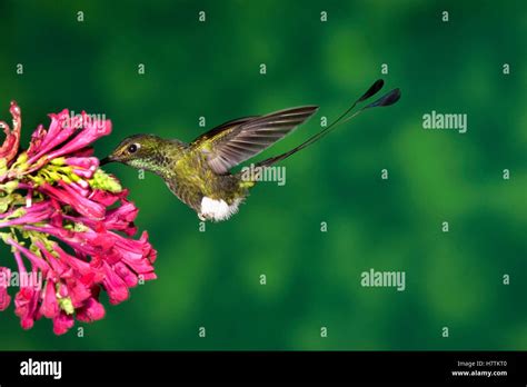 Booted Racket Tail Ocreatus Underwoodii Hummingbird Male Feeding At Flower Western Slope Of