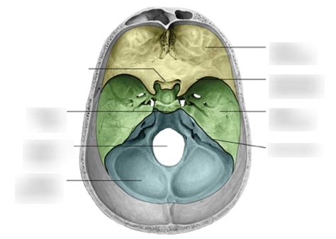 Cranial Fossae Diagram Quizlet