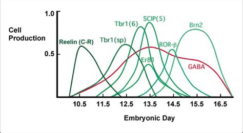 Neurogenesis Of Molecularly Defined Cell Types Assessed In The Download Scientific Diagram