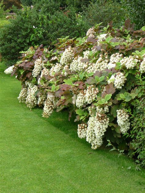 Дуболистные : Hydrangea quercifolia Snow Flak». Гортензия дуболистная ...