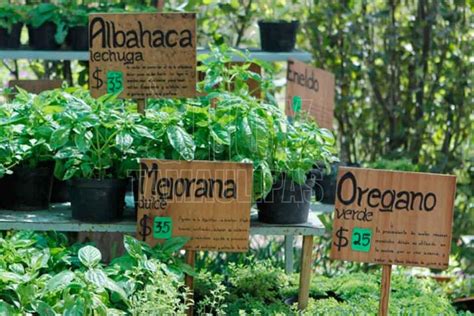 Hoy Tamaulipas Facultad De Odontologia De UAEM Cura Con Plantas