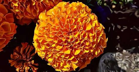 African Marigold Info And Care