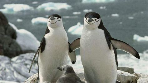 你对颊带企鹅的了解有多少 企鹅 磷虾 脚蹼 新浪新闻