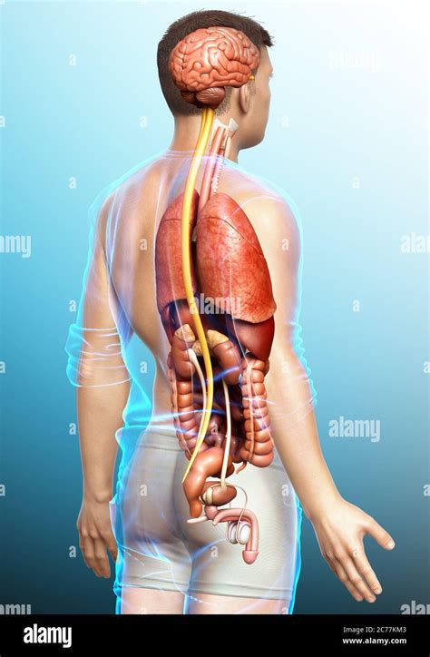 3d Rendered Medically Accurate Illustration Of Male Internal Organs
