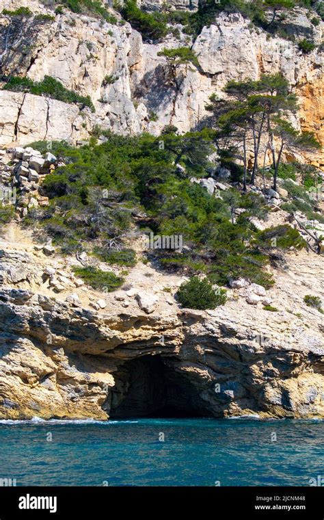 Mediterranean Pine Trees Growing On White Limestone Rocks And Cliffs In