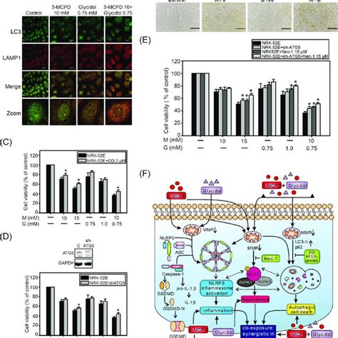Coexposure To 3 Mcpd And Glycidol Synergistically Induced Download Scientific Diagram