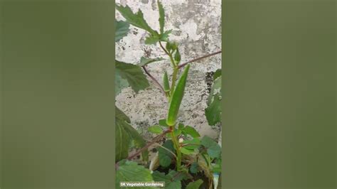 Growing Bhindi Plants Gardening Shorts Ladyfinger Okra Bhindi