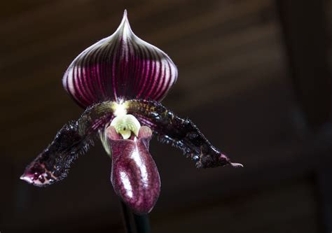 Paphiopedilum Paph Supersuk ‘eureka Amaos X Paph Raisin Pie