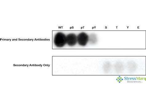 Product Swiss Prot O95819 Stressmarq Biosciences Inc