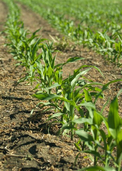 Corn Seedlings Stock Image Image Of Young Grain Color 17238117