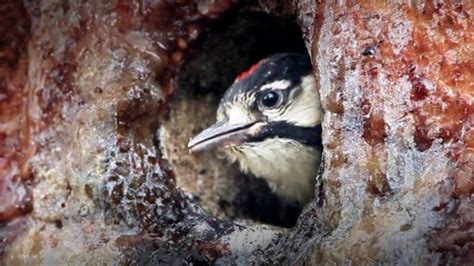 Episodes Nature Pbs