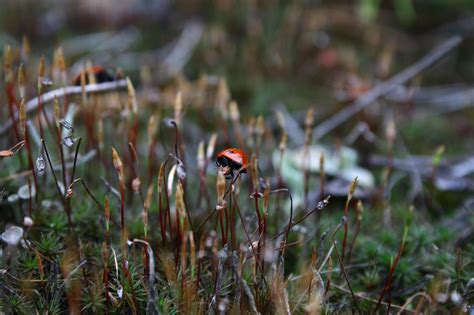 자연 곤충 레이디스 Pixabay의 무료 사진 Pixabay