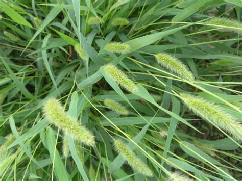 Green Foxtail Plant Identification By Pamela Borden Trewatha Ph D