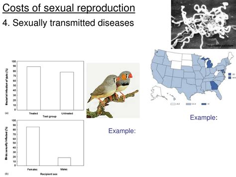 PPT Evolution Of Sex And Gender Differences Reproduction Insights PowerPoint Presentation