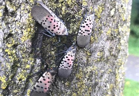 Niagara Growers On Higher Alert For Spotted Lanternfly Detected This