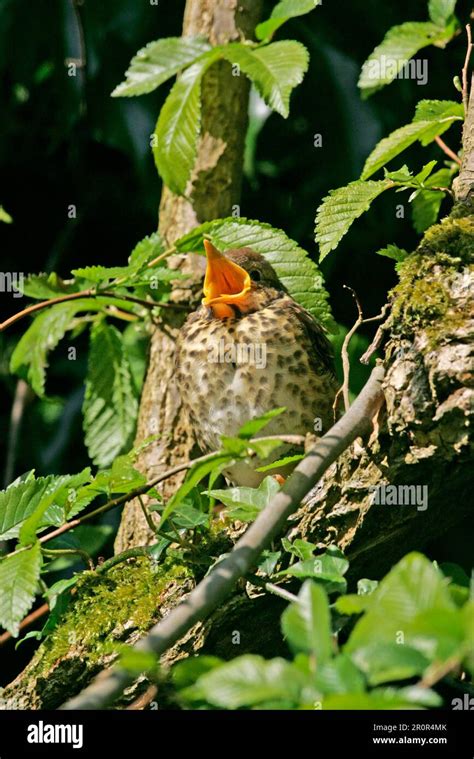 Song Thrush Turdus Philomelos Juvenile Begs For Food With A Yawning
