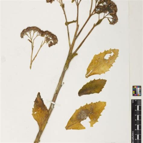 Hylotelephium X Mottramianum Holotype Specimen Wsy001107 Download