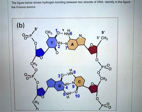 Hydrogen Bonding In Dnapairs