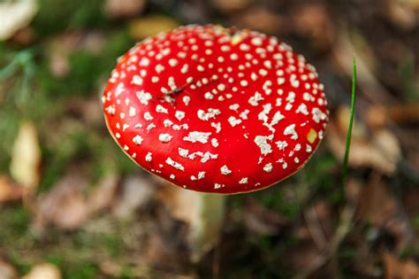 독성 및 환각제 버섯 가을 숲 배경에 잔디에 Agaric 비행 빨간 유독 한 Amanita 무스카리아 곰 팡이 닫기 가을에 대한