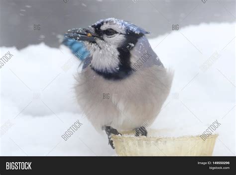 Blue Jay Corvid Image And Photo Free Trial Bigstock