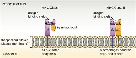 Major Histocompatibility Complexes And Antigen Presenting Cells