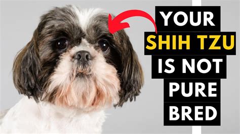 How To Identify Your Shih Tzu Puppy Is Pure Bred Or Not YouTube
