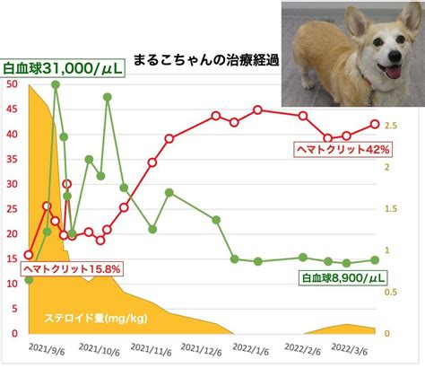 免疫異常による白血球増多と白血病｜漢方治療専門動物病院｜ハルペッツクリニック神戸
