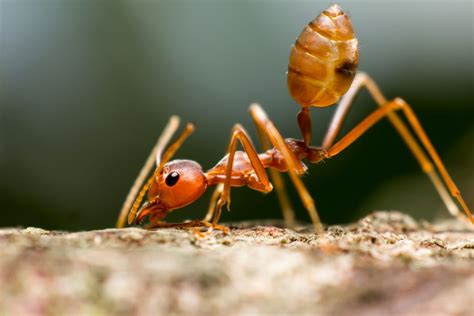 Fire Ant Control Omnis Pest Control