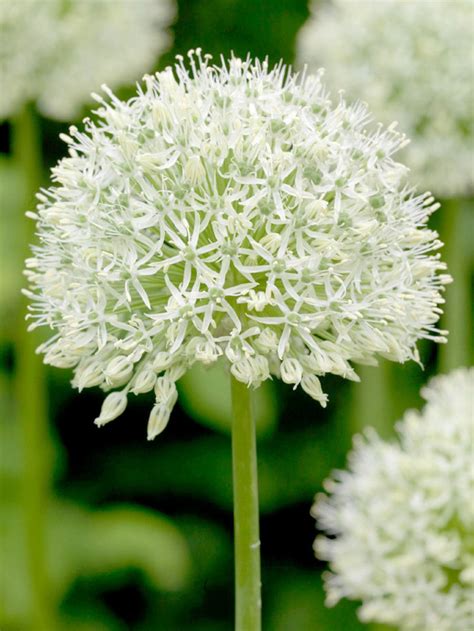 Купить аллиум маунт эверест (allium mount everest), 1 шт (разбор 20/22 ...