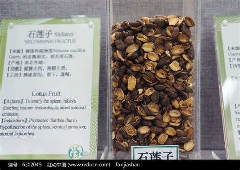 石莲子及药性说明高清图片下载 红动中国