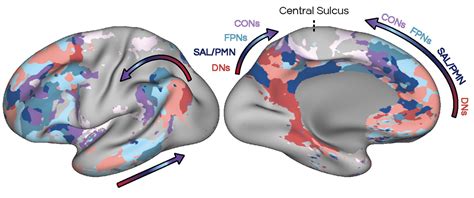 Coordinated Brain Networks Support Recognition Memory News Center