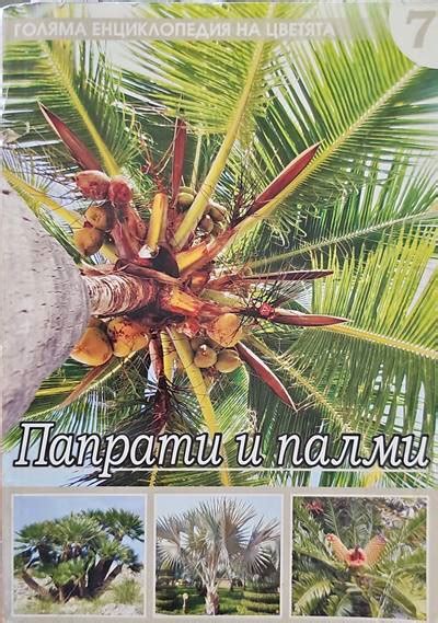 Папрати и палми Fleamarket