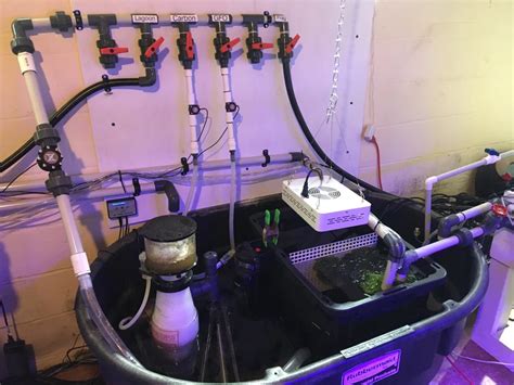 Small Tangs In Small Tanks Page 3 Reef2reef