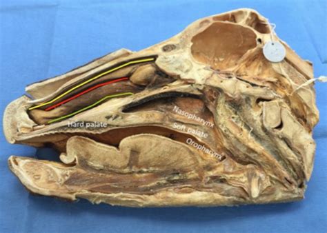 Dorsal Nasal Meatus Middle Nasal Meatus And Ventral Nasal Meatus Diagram Quizlet