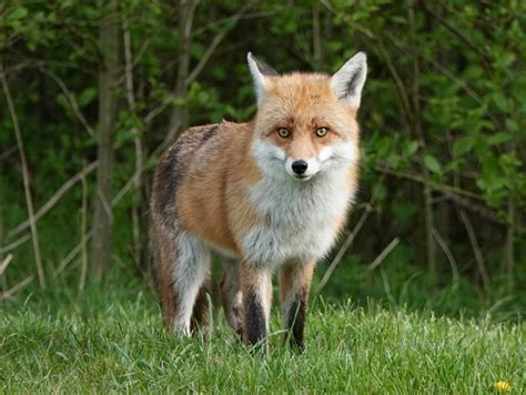Premium Photo Fox On Field