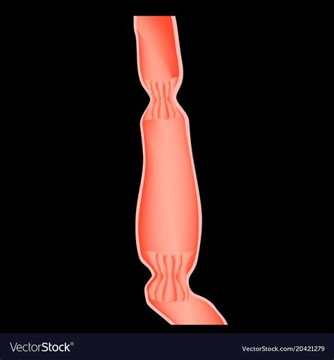 Upper Sphincter Esophagus Lower Cardiac Royalty Free Vector