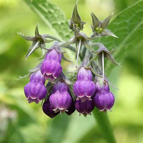 Symphytum Officinale Comfrey Seeds Non Gmo Perennial Herb Up To