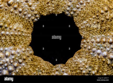 Sea Urchin Test Shell At Tongue Point In Salt Creek Recreation Area