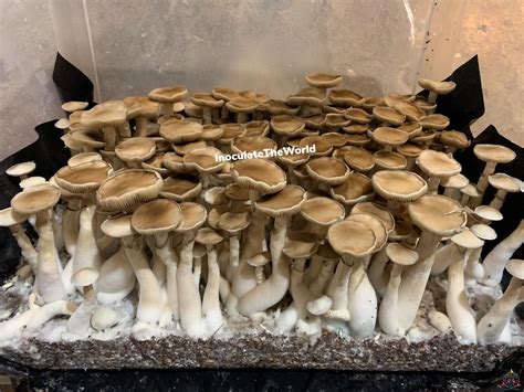 Rusty Melmac Revert Cubensis Spore Syringe Inoculate The World